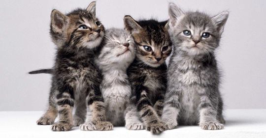 Dream Job: Get Paid to Live In a Beautiful Island to Look after 55 ...