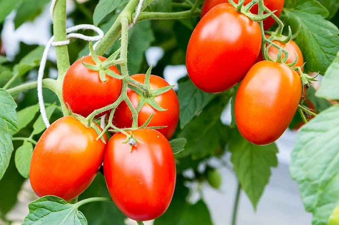 Τhe World Famous Tomatoes from Italy | This is Italy