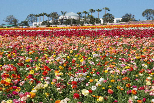 Top 10 Most Beautiful Flower Gardens In The World | This is Italy | Page 5