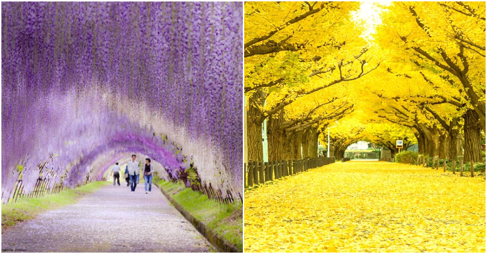 Top 10 Most Beautiful Tree Tunnels in the World | This is Italy | Page 7